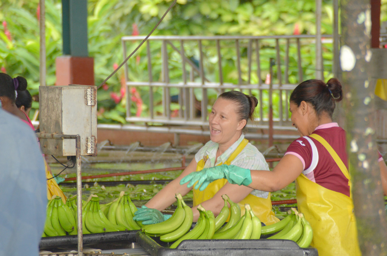 Inspecciones en fincas bananeras aumentaron casi un 300%