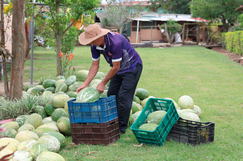 Chiverre: La dulce tradición que se mantiene en la mesa de los ticos