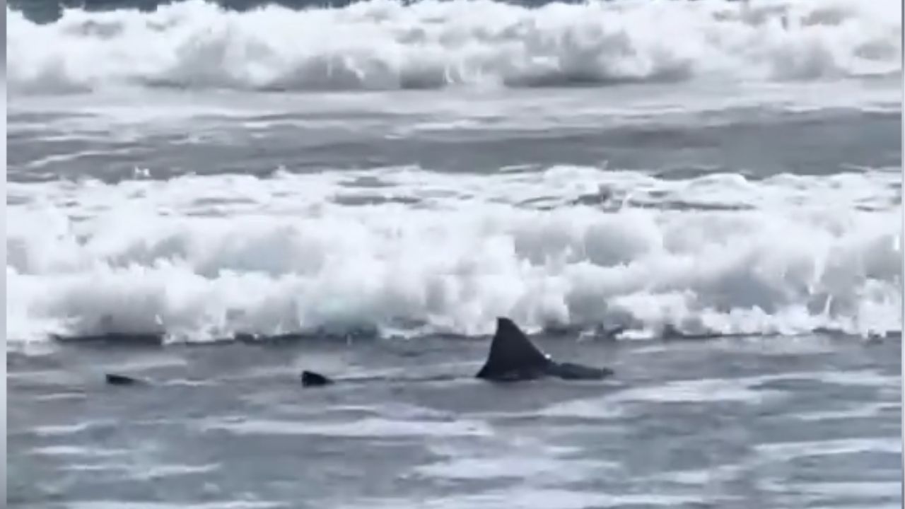 Isla del Coco: Tiburón muerde turista español en la cabeza