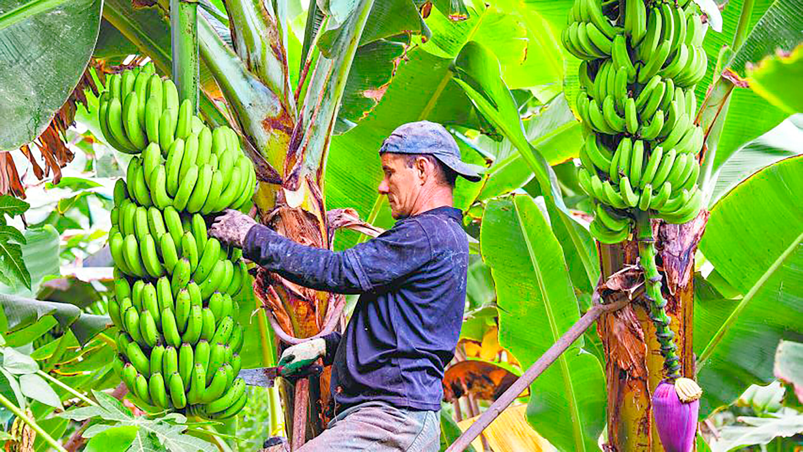 Huelga en Panamá paraliza producción bananera de EE.UU.