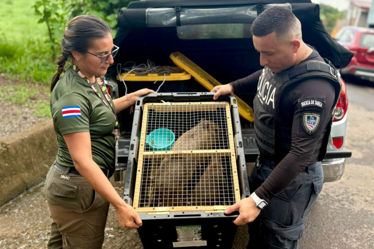 ¿Cuáles son las diferencias entre un capibara y una guatusa?