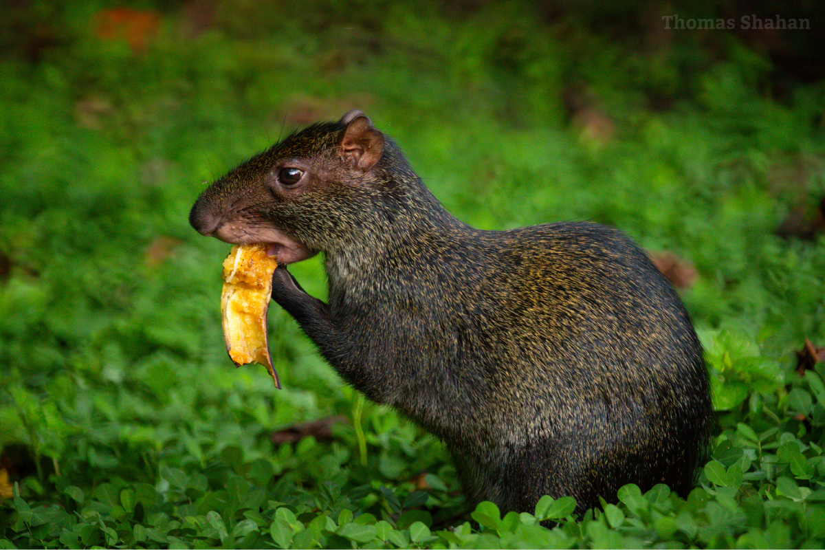 ¿Cuáles son las diferencias entre un capibara y una guatusa?