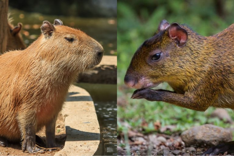 ¿Cuáles son las diferencias entre un capibara y una guatusa?