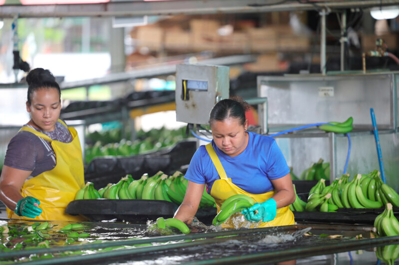 Exportación de banano sufre reducción de 267 mil toneladas - Diario Extra
