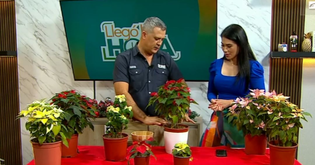 Conoce el origen y significado de la "pastora", la flor de Navidad